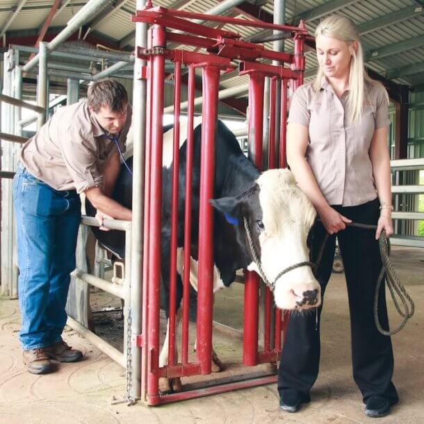 Tableland Veterinary Service - Caring For The Needs Of All Animals