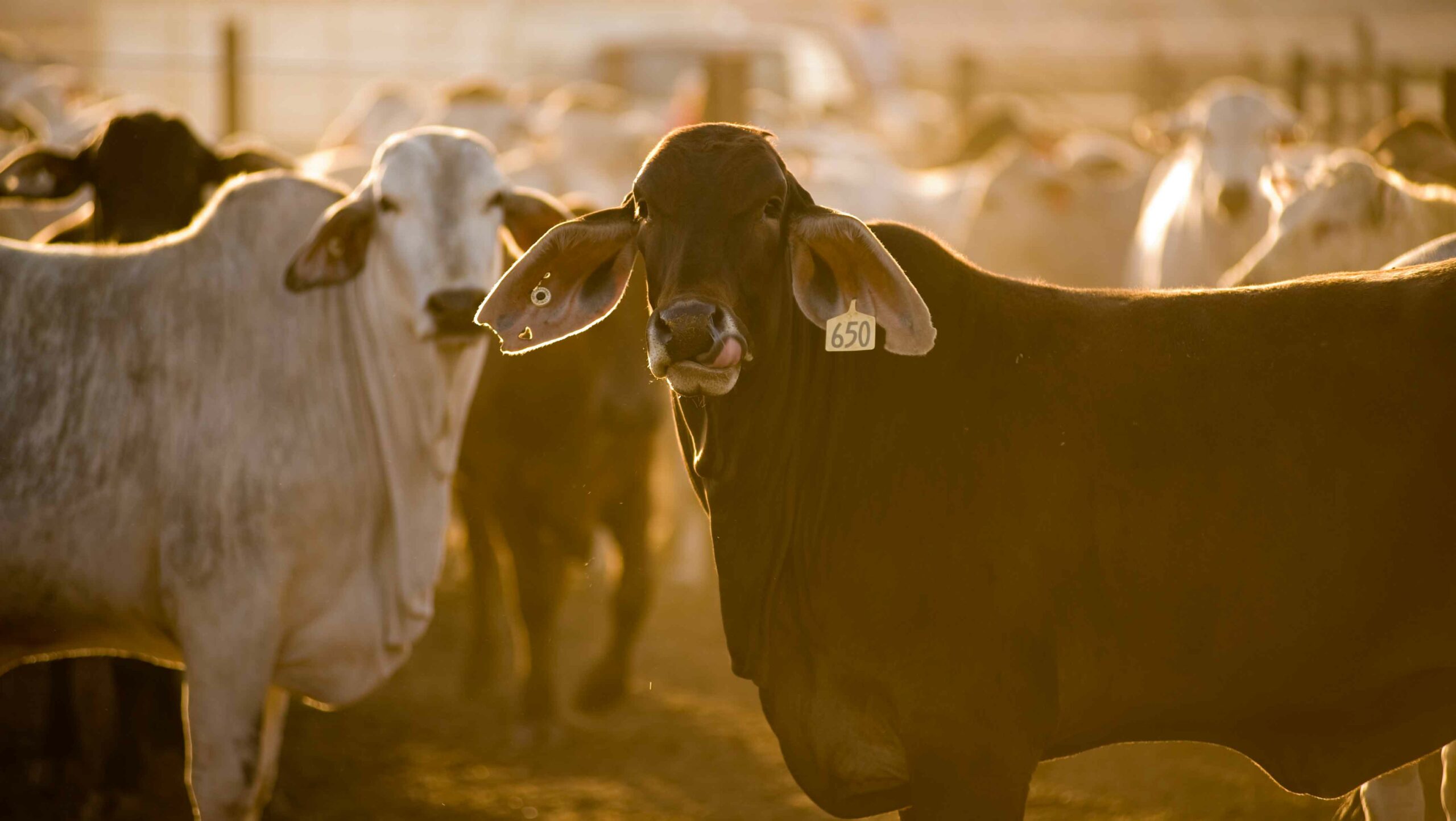 Beef Cattle - Tableland Veterinary Service