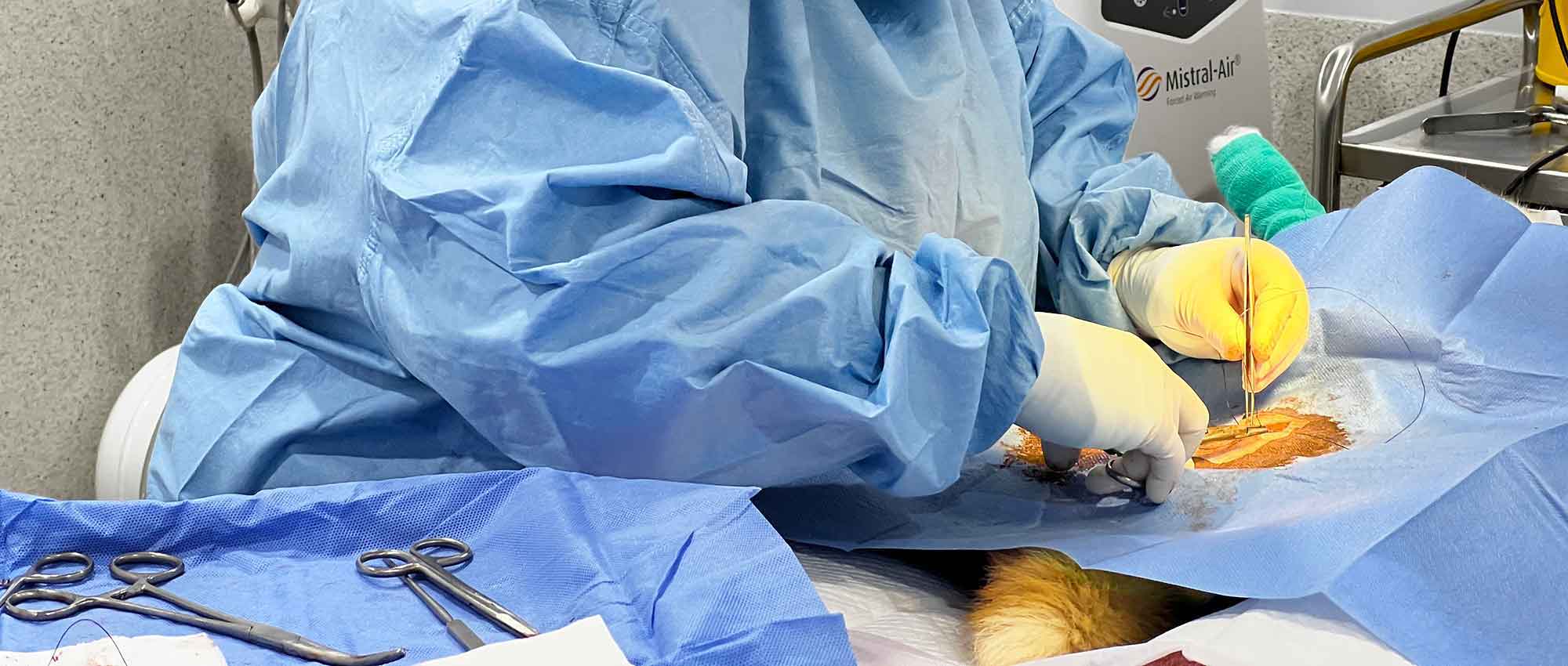 Soft Tissue Surgery - Tableland Veterinary Service